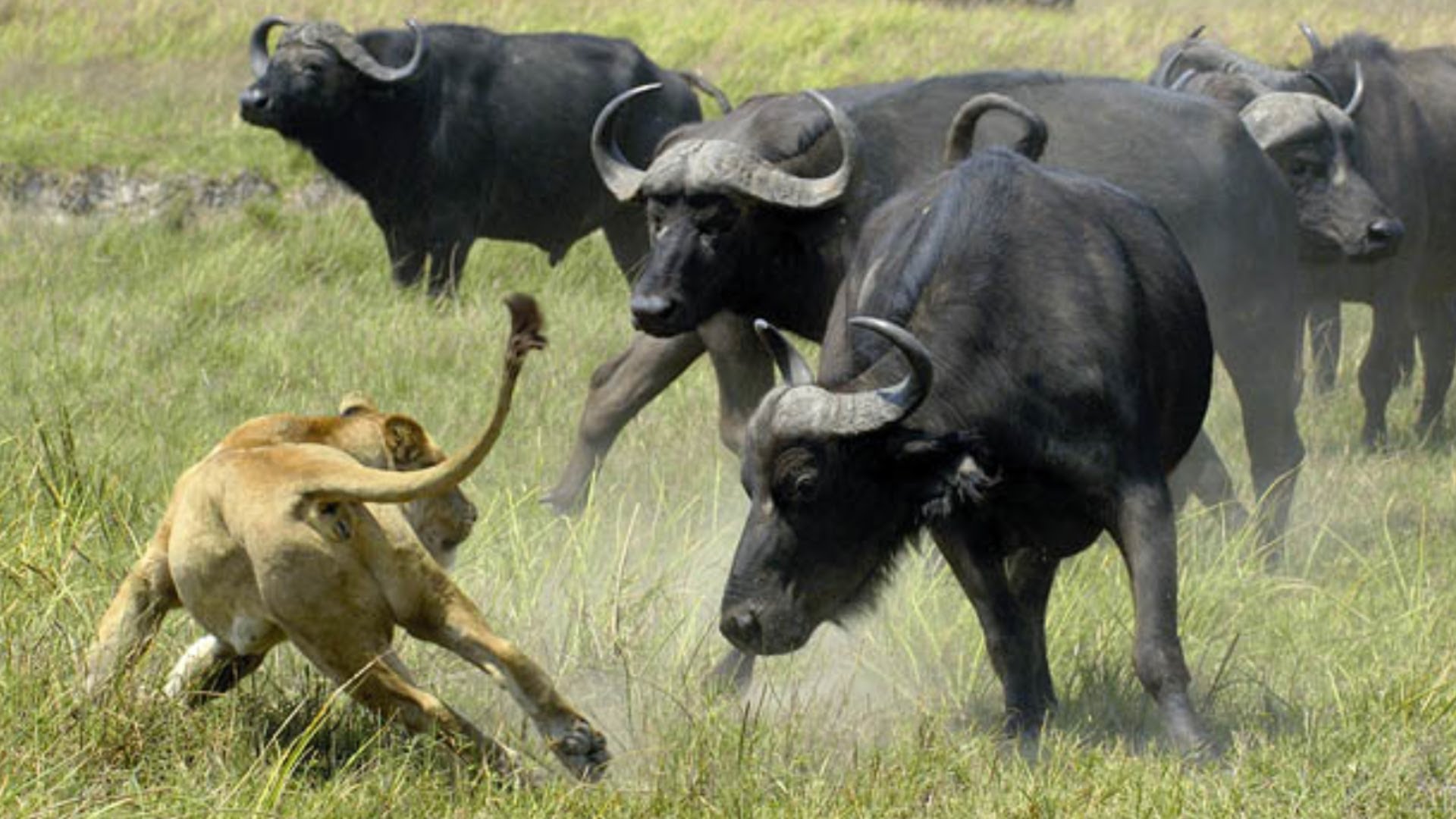 10 Animais mais perigosos do mundo - Proddigital Curioso
