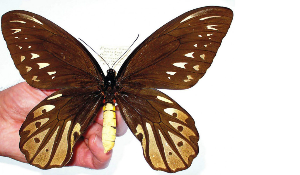 Conheça os 10 maiores insetos do mundo - Proddigital Curioso